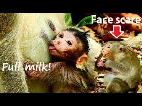 Update Sirika& Soriya| Baby Soriya got special milk full-Sirika surprise&scare when see ...