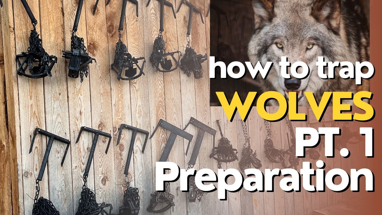 Wolf Trapping Idaho Pt. 1 Preparations - YouTube