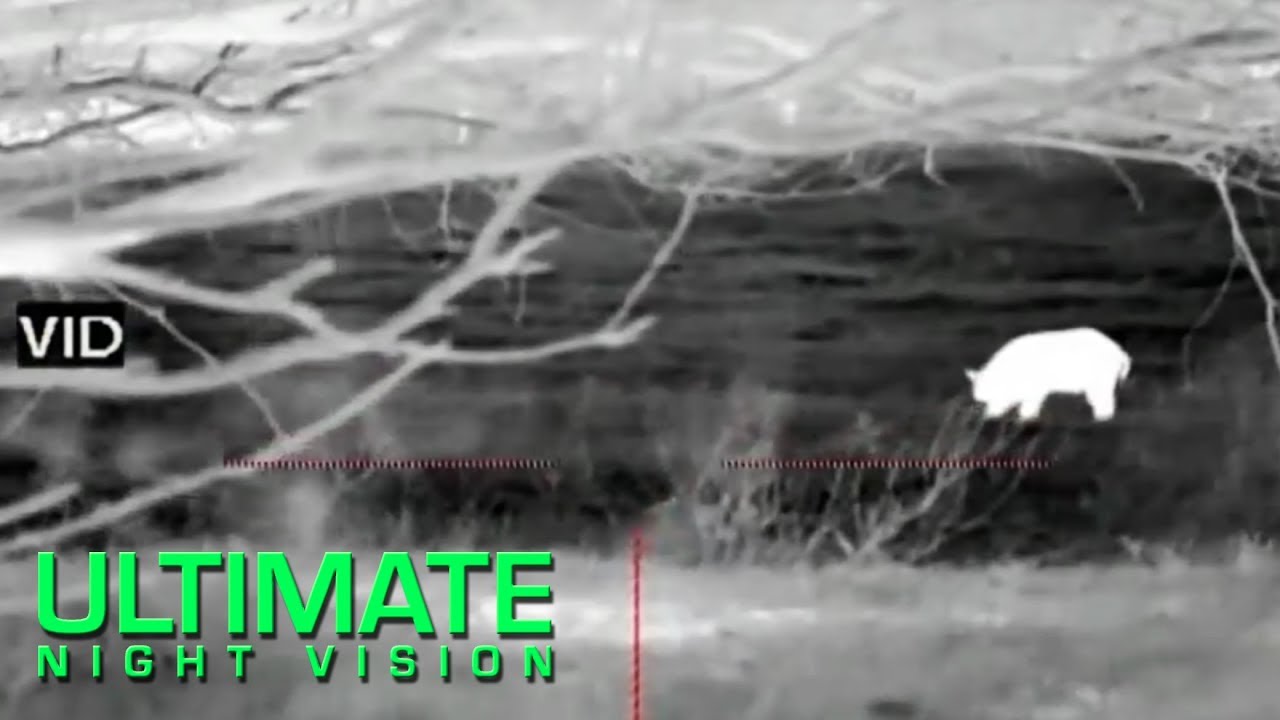 Thermal Scope Hog Headshot - Lone Boar Killed with a ThOR 640 2.5X ...