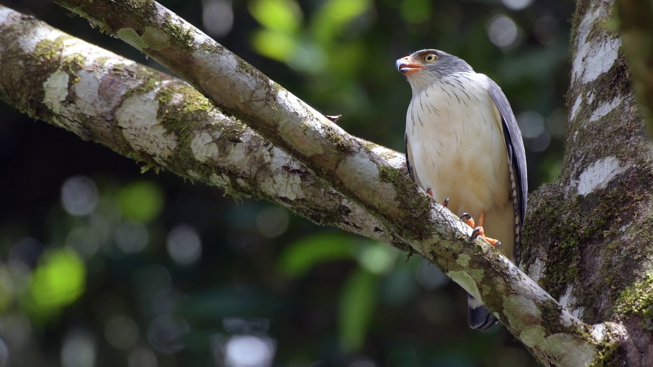 Semiplumbeous Hawk - YouTube