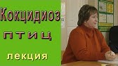 АСД- 2 для кур несушек//Как Использовать АСД-2 / Как пропаивать птицу ...