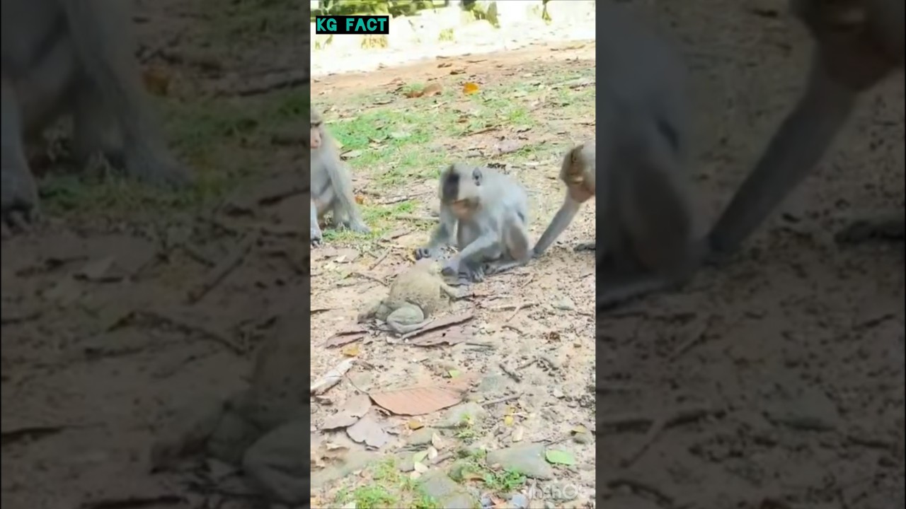 Frog vs monkey donon jhagad gaye 🐸vs🦧😱🫢 #frog #monkey #shorts - YouTube