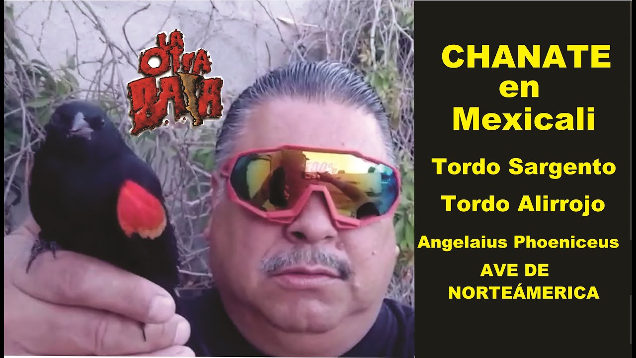 CHANATE, Ave de Mexicali. La Otra Baja. - YouTube