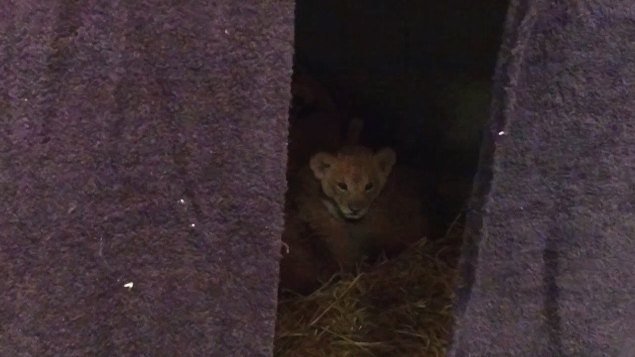Lion cubs have their first health check - YouTube