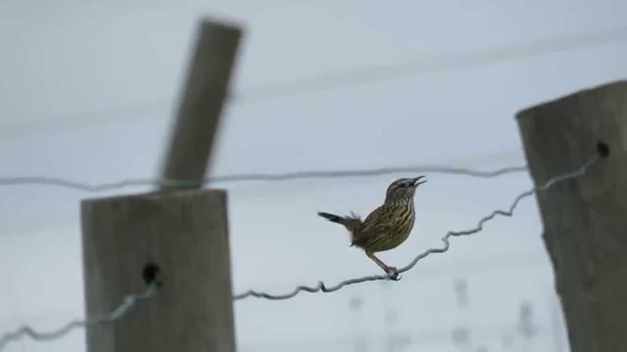 Striated Fieldwren - [Calamanthus fuliginosus] - YouTube