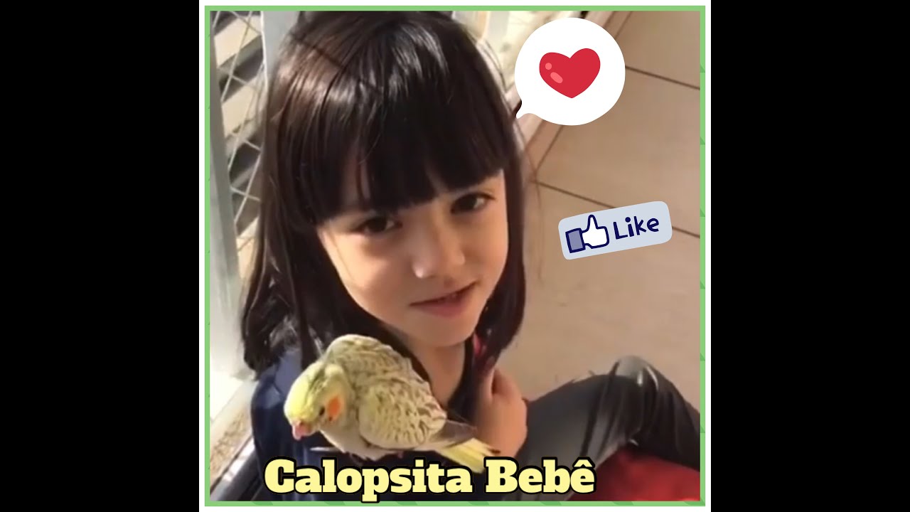 Calopsita bebê - YouTube
