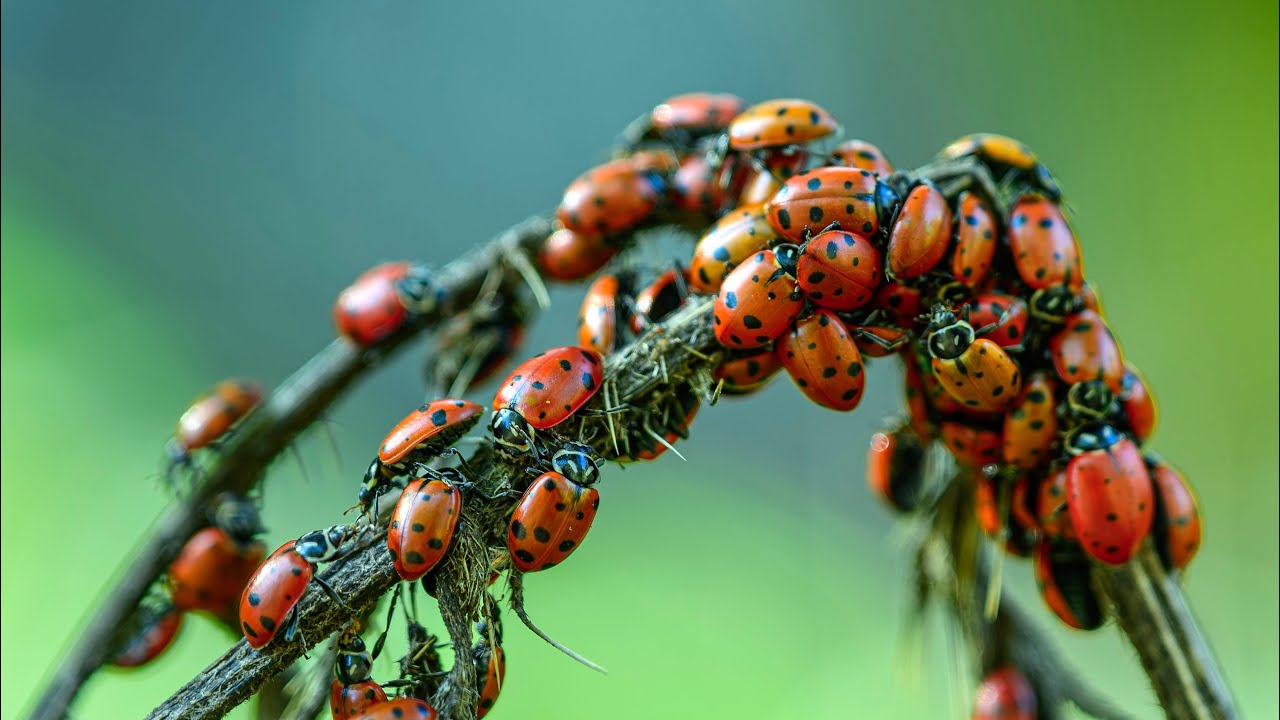 The California Ladybug Migration: a nature short - YouTube