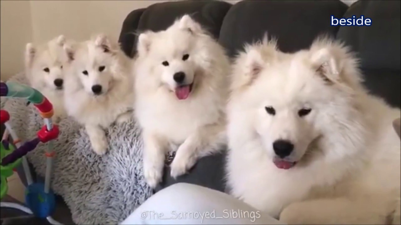 Funny Siberian Husky Videos 2017 - 4 - YouTube
