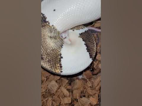 Pythons Tight Grip On Mouse / Warning Live Feeding - YouTube