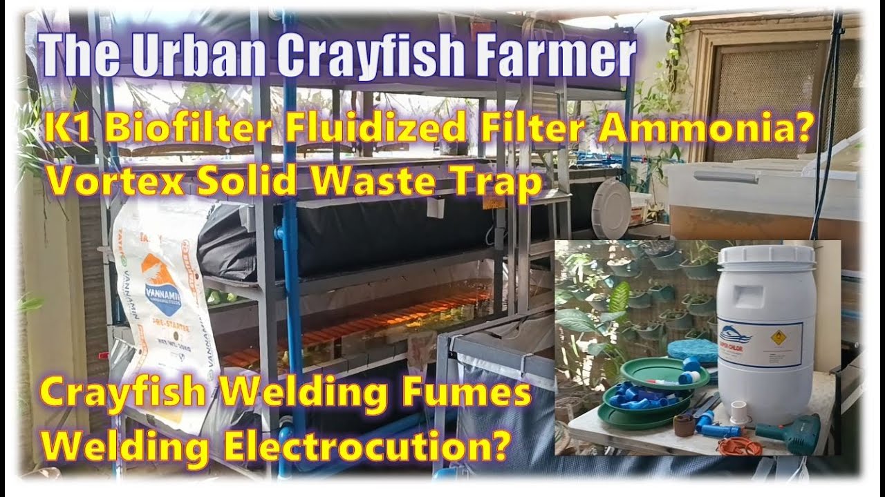 Crayfish DIY Mini RAS Inspired Water Filter Are Crayfish Affected By ...