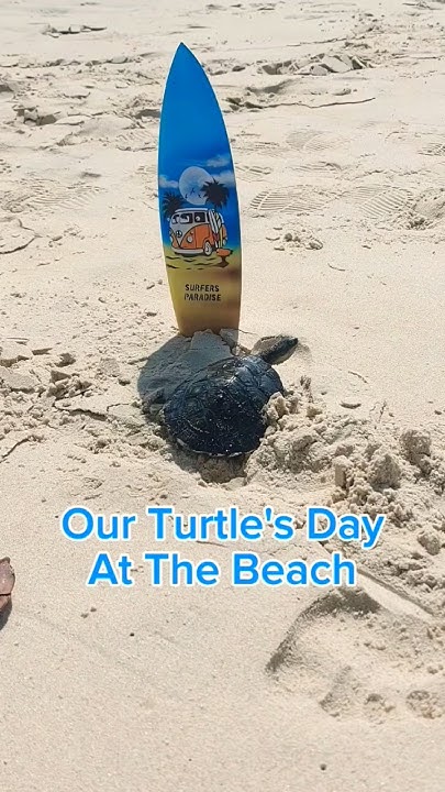 Slip, slop, slap Beach Day 🌞 #turtle #beach #gc #ocean #holiday - YouTube