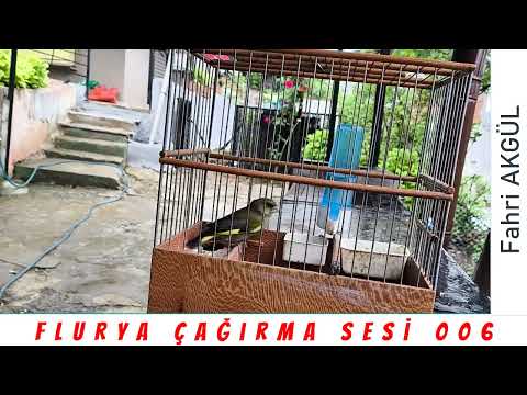 Flurya Çağırma Sesi 006