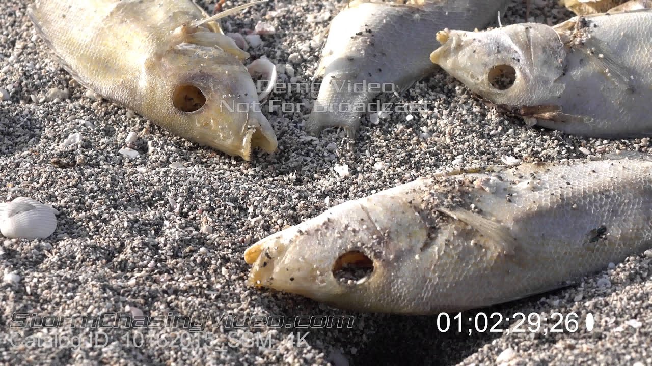 The Red Tide Washes Ashore, Turtle Beach, Sarasota County, FL 4K Edit ...