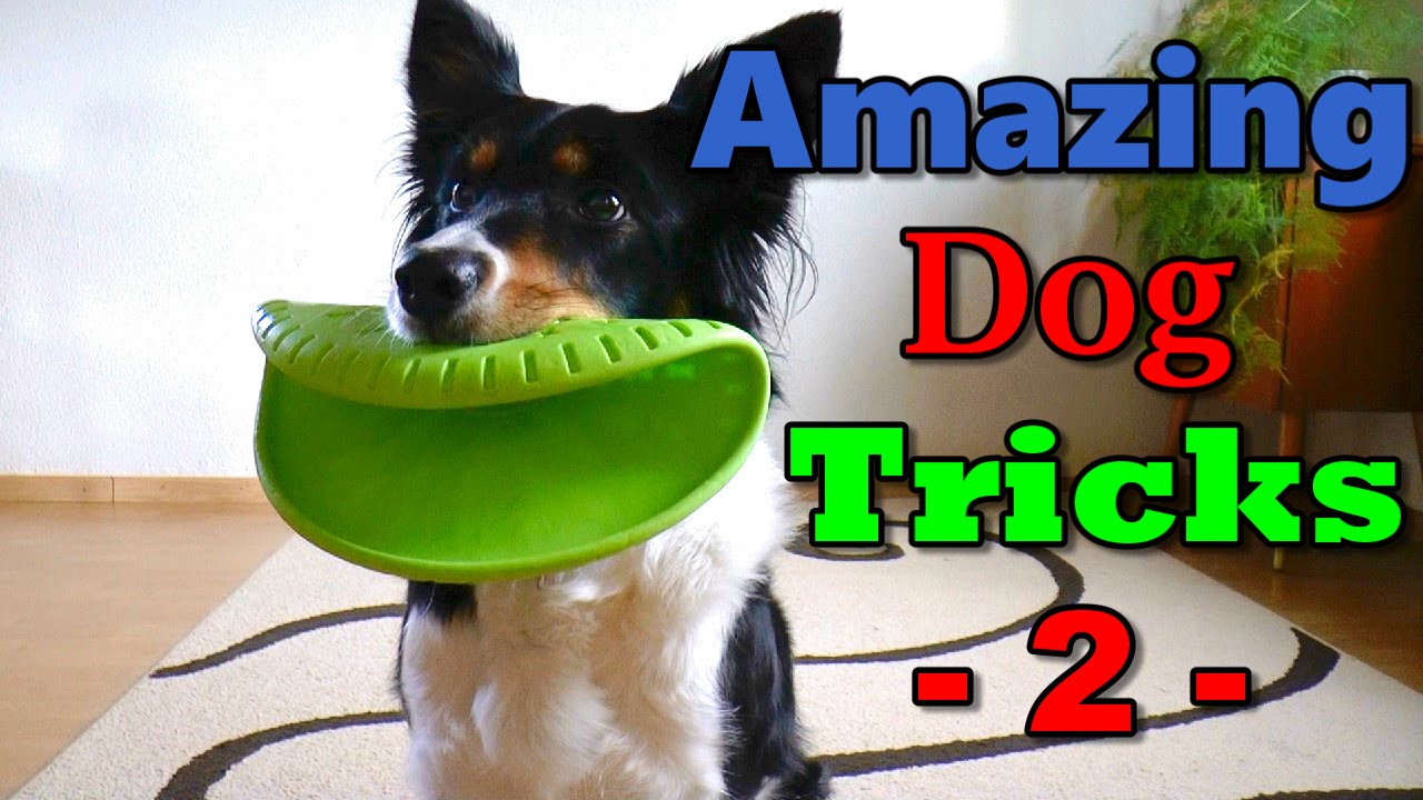 Crazy Dog Tricks and Fun! ♥ By Tess the Border Collie - YouTube