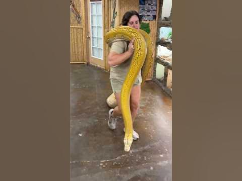 200 Pound Reticulated Python coming through🙌😅 - YouTube
