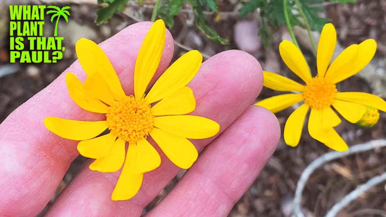 Euryops pectinatus 'Viridis' (Green-Leaved Euryops) - Bright yellow ...