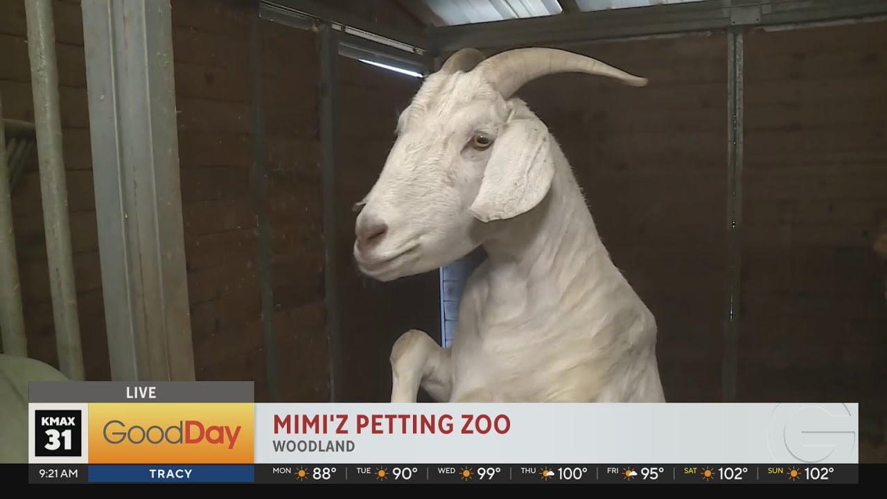 Mimi'z Petting Zoo - YouTube