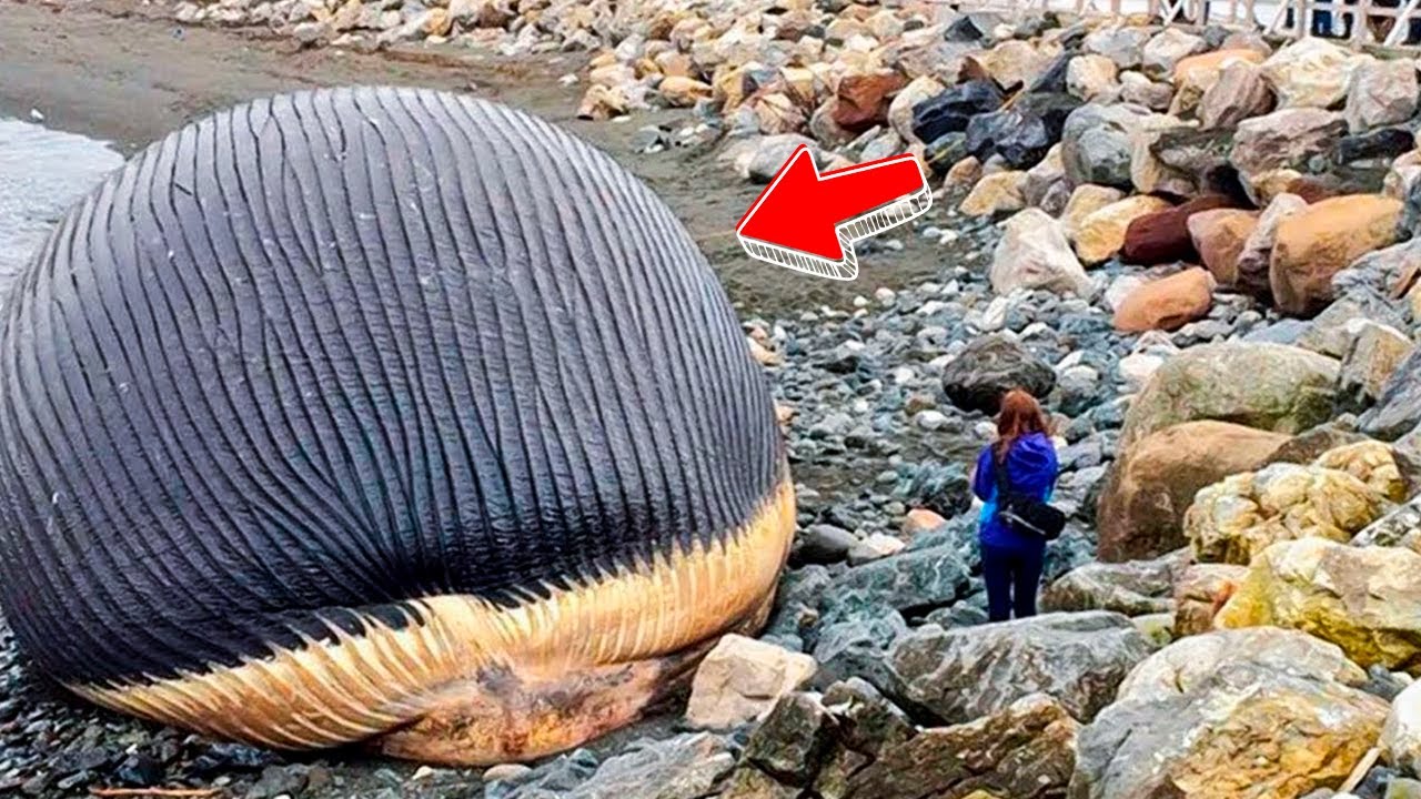 ¿POR QUÉ LAS BALLENAS EXPLOTAN DESPUÉS DE LA MUERTE? - YouTube