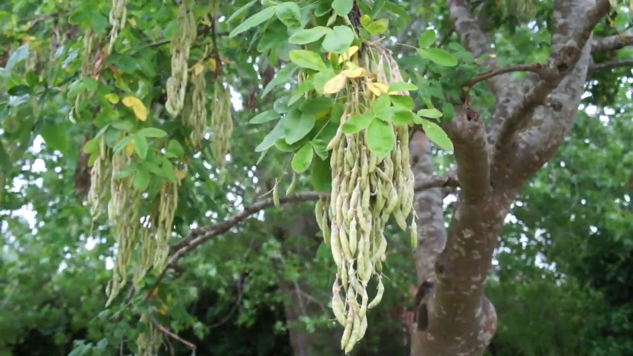 Golden Chain Tree Fruit
