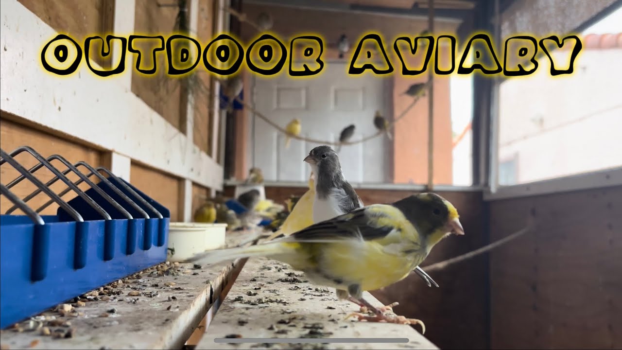 Outdoor Aviary | Backyard Idea Bird Cages Decoration | Canary Bird ...