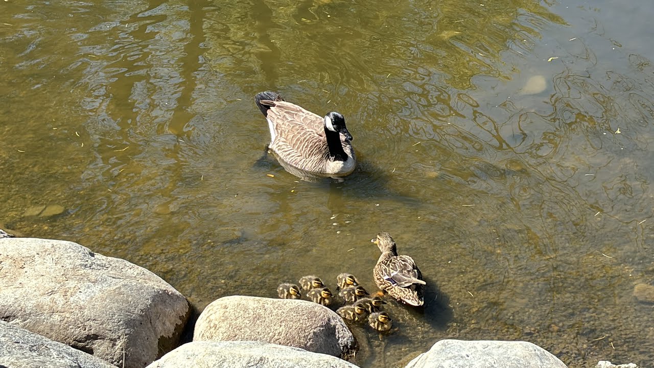 Canada goose loves ducklings - YouTube