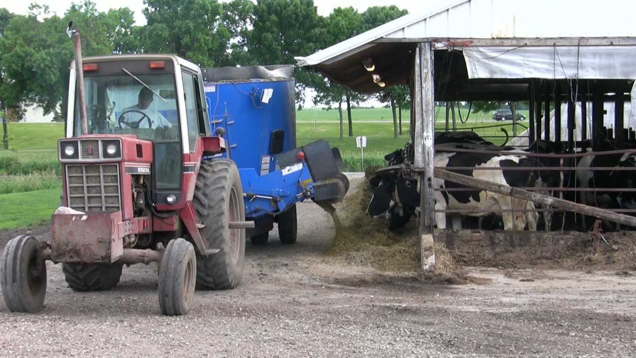 Milking cows in Minnesota - YouTube