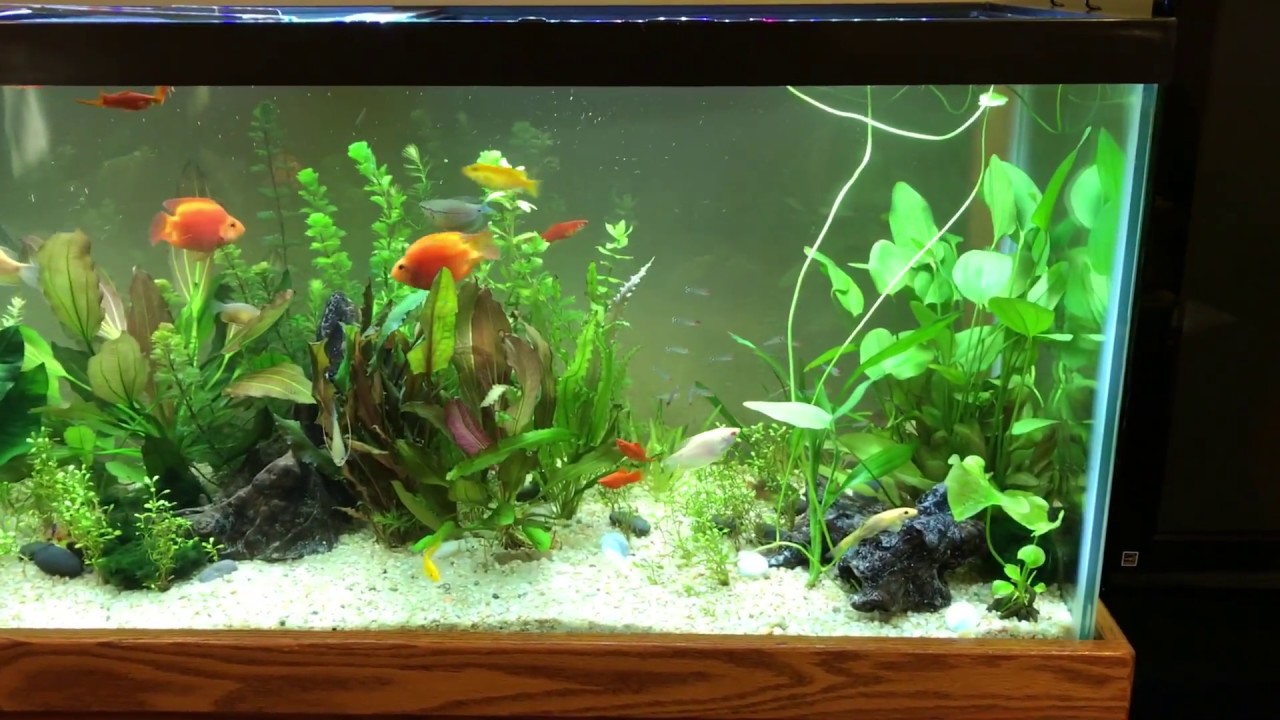 my 75g planted community fish tank - YouTube