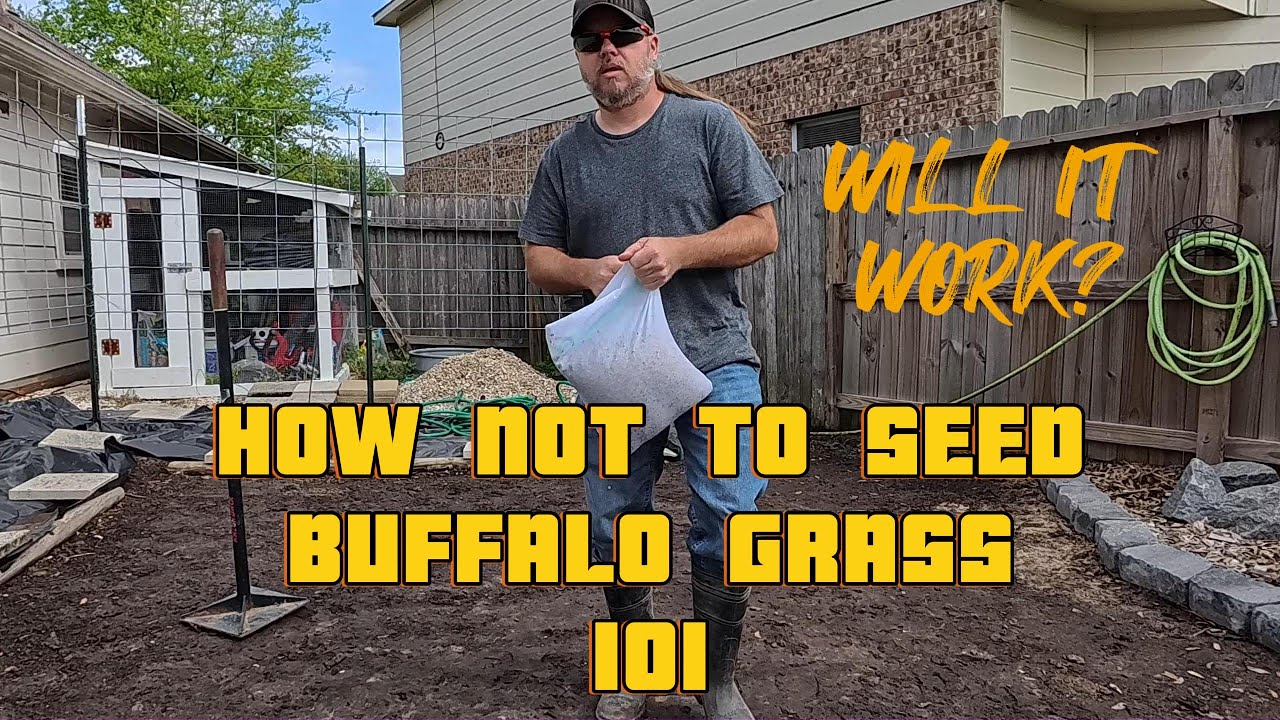 Buffalo Grass, Best Grass For Southern/Texas Lawn? (CODY BUFFALO GRASS ...