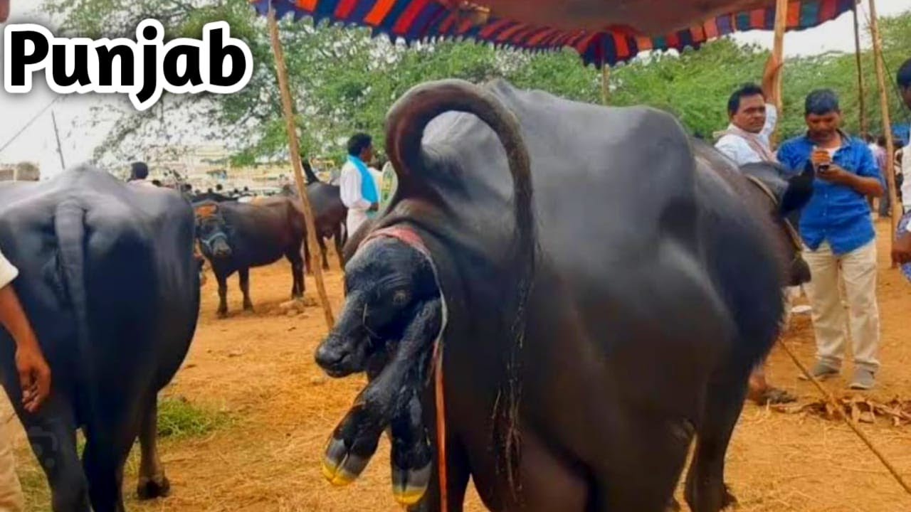 buffalo giving birth a female buffalo..buffalo delivery | buffalo video ...