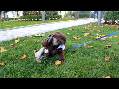 THE MONKEY DRİNKS ALCOHOL. (Обезьяна выпила водку)