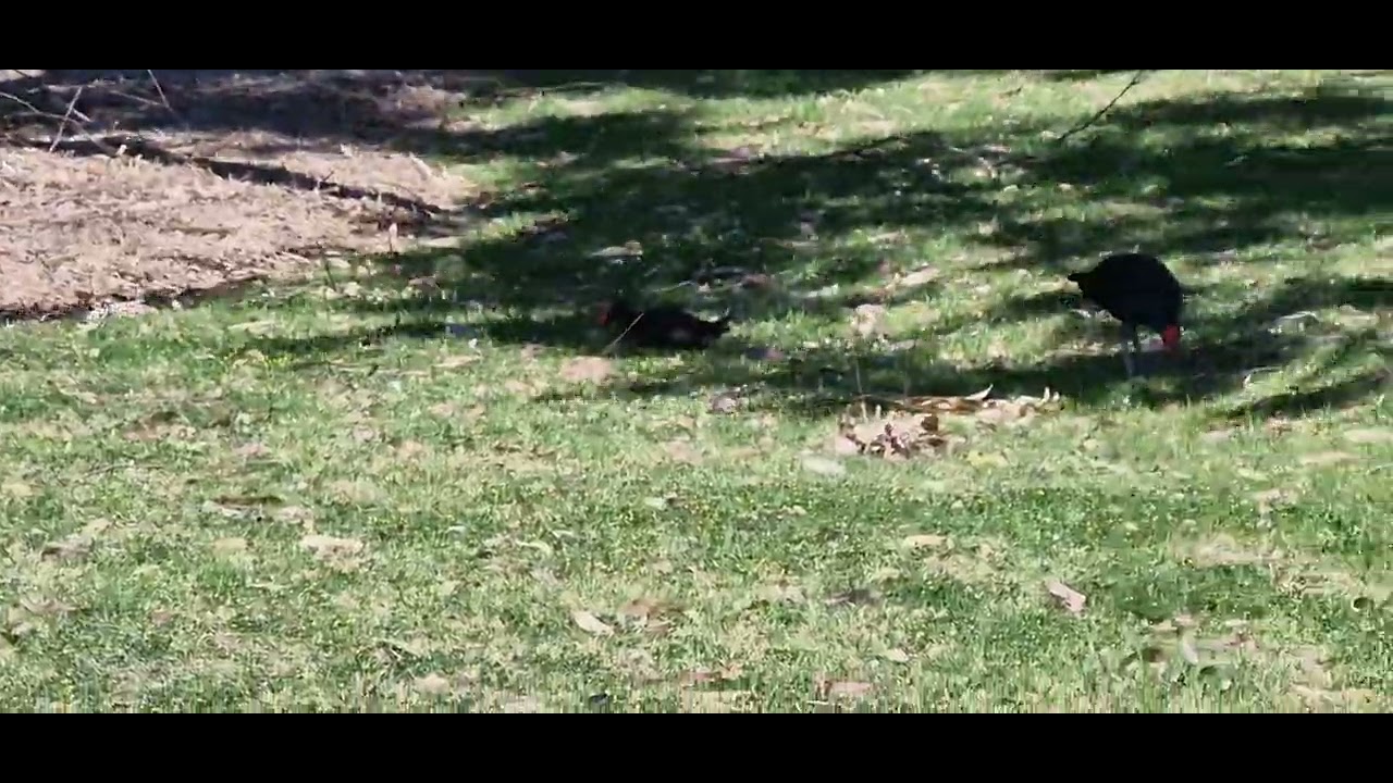 31-8-24 Birds at Clewley Park - YouTube