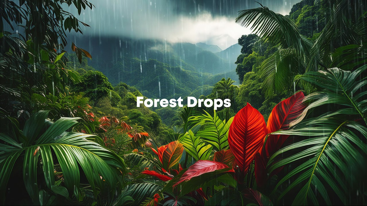 Forest Drops Live Stream - YouTube
