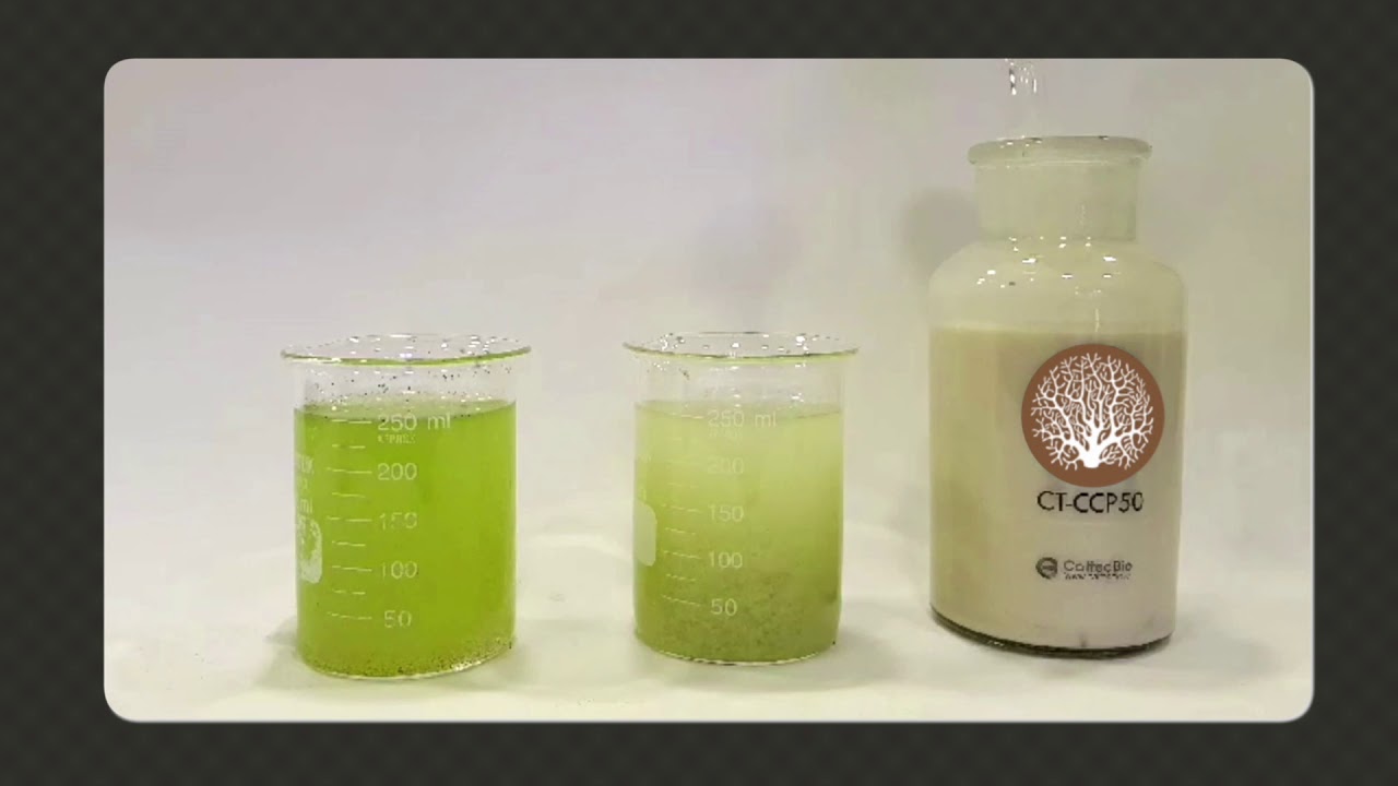 SMiB Coral Calcium Shampoo - Experiment show how calcium powder has a ...