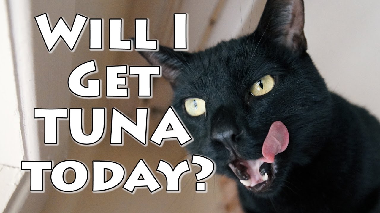 Will I Get Tuna Today? - N2 Cat Crew Vlogs Live Stream #3 - YouTube