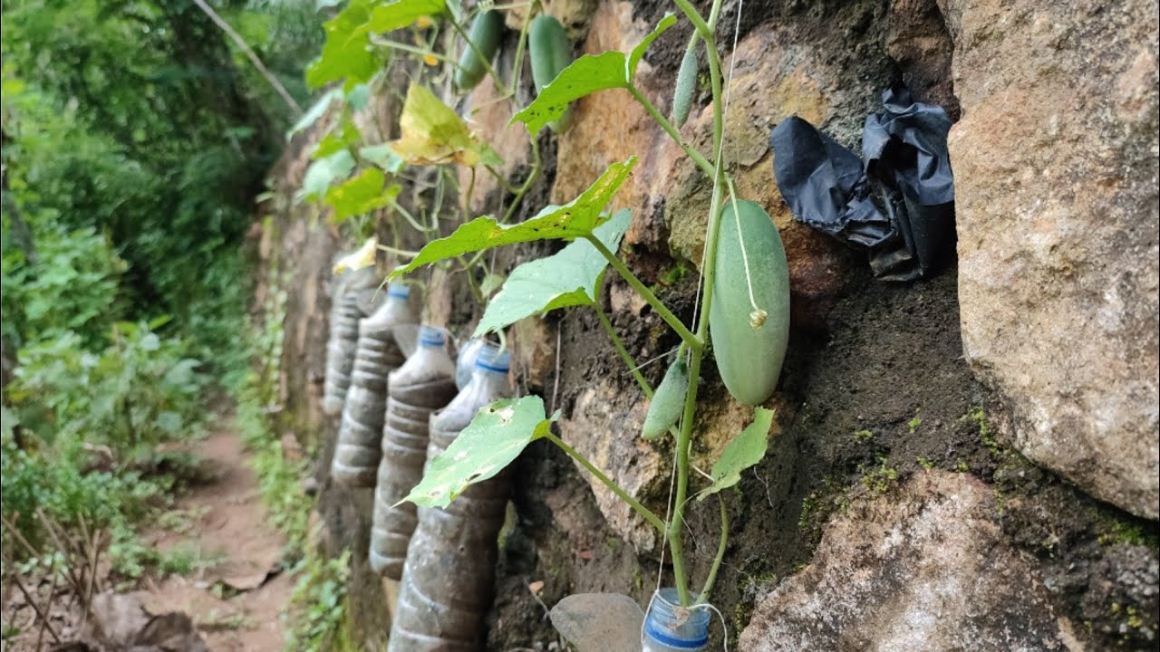 Try growing cucumbers in plastic bottles instead of throwing them away ...