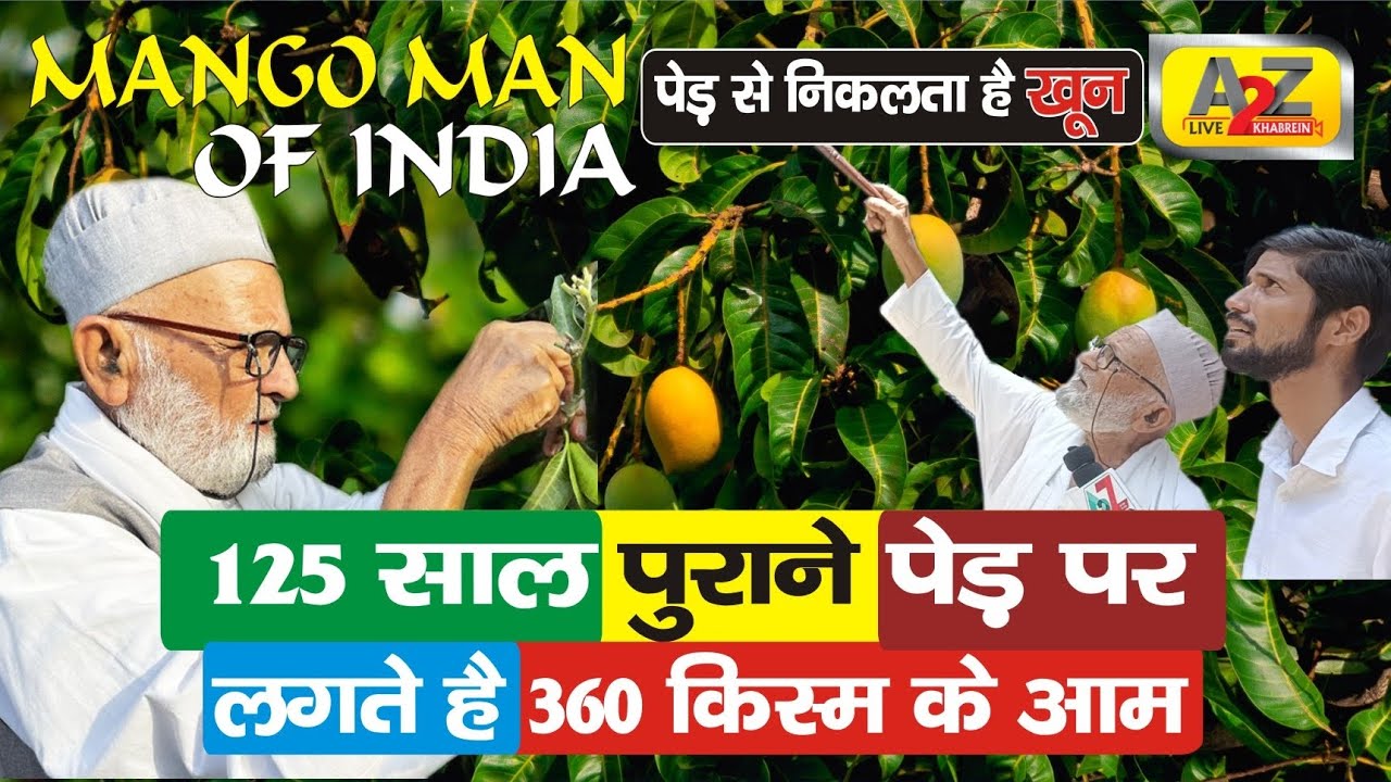 Mango Man Of India : 125 साल पुराने पेड़ पर लगते हैं 360 किस्म के आम ...