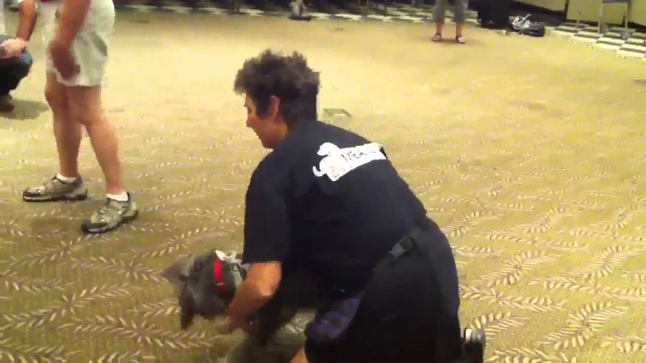 Teaching a dog to lift his leg - YouTube