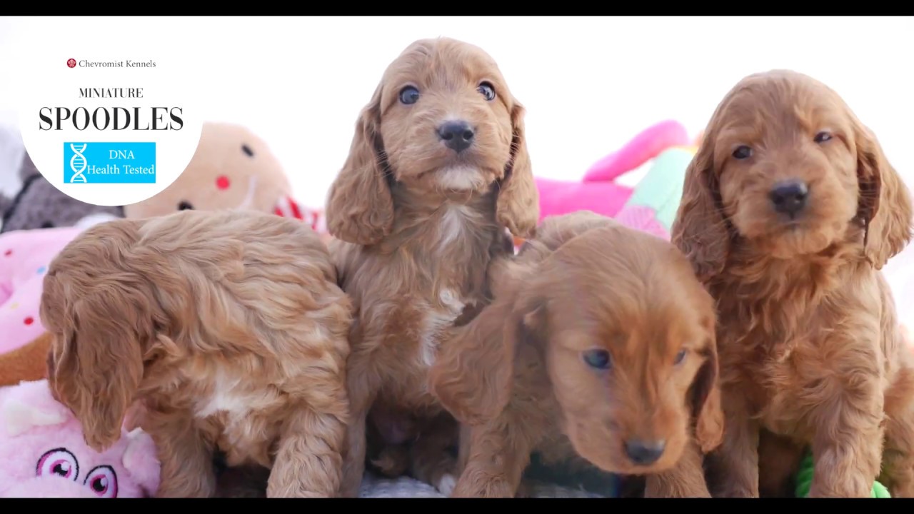 Miniature Spoodle pups #ChevromistKennels - YouTube