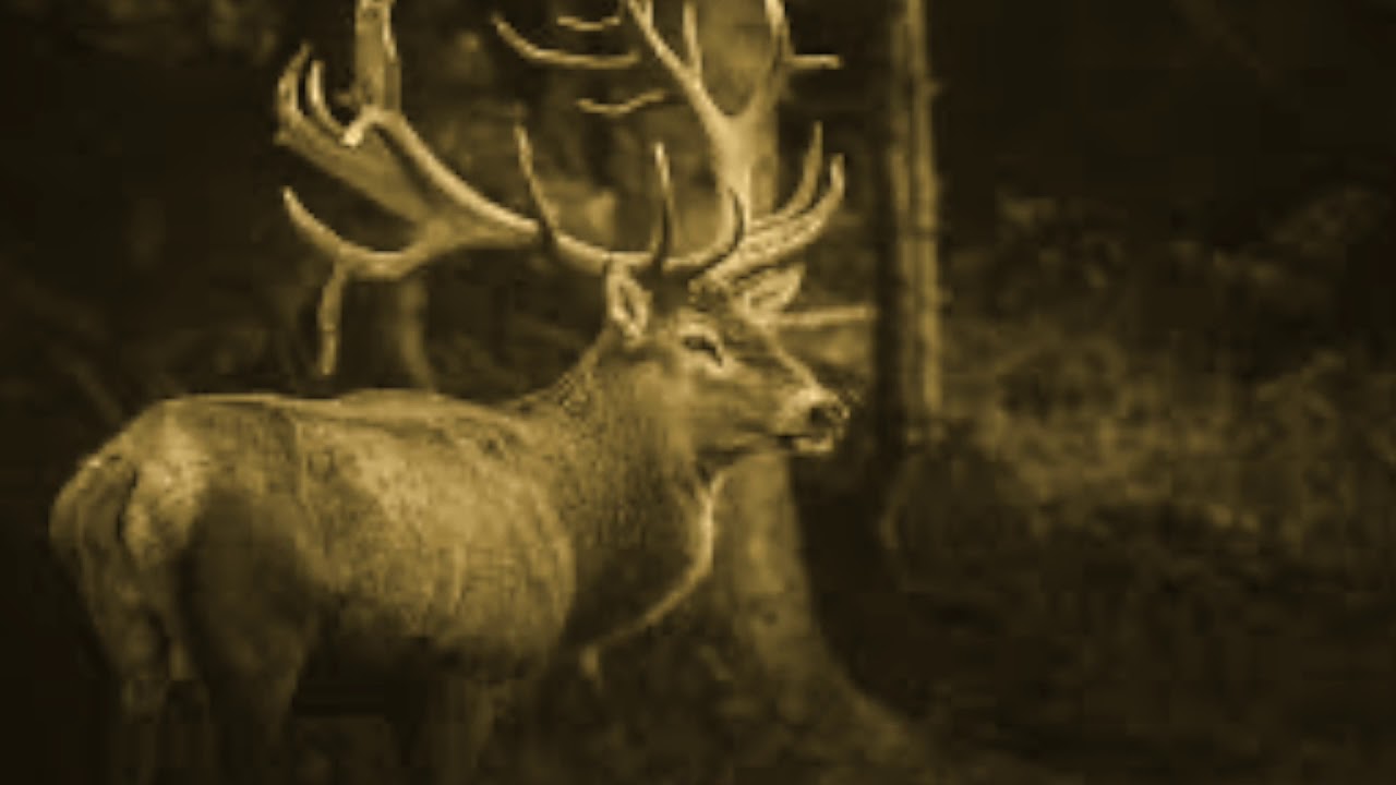 ' THE STAG' POEM 3- NARRATED AND WRITTEN BY Alan Cooke copyright 2020 ...