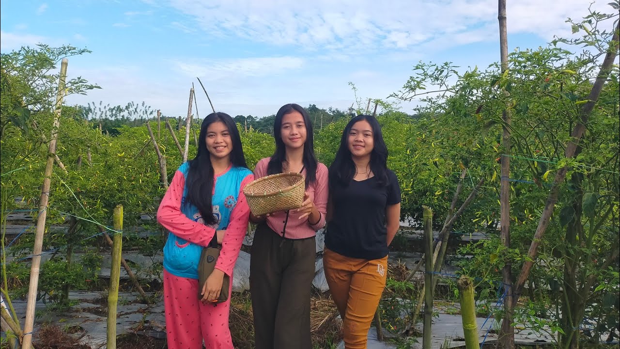 Gadis Dayak || Panen Cabe Langsung Buat Sambal Teri & Tempe di Pondok ...