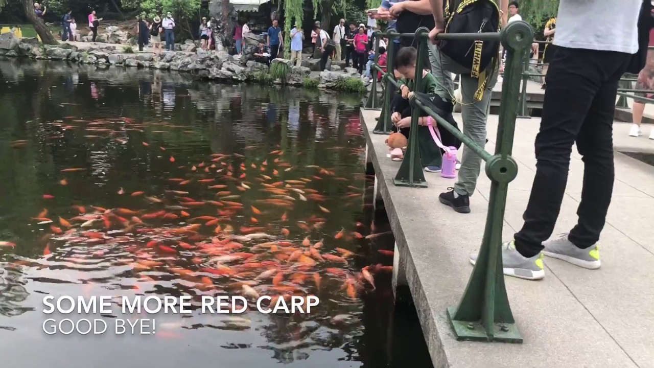 Red Carp Pond In Hangzhou China, Thousands of Red Carp! - YouTube