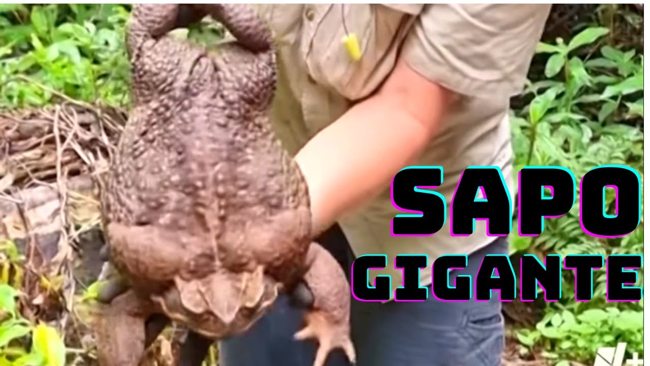 MAIOR SAPO DO MUNDO. achado na Austrália. # SAPO GIGANTE - YouTube