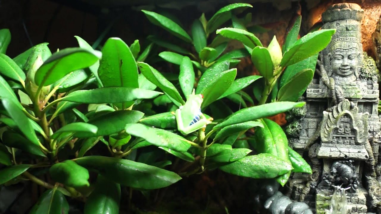 Terrarium, Aqua Terrarium for Red eye tree frog - YouTube