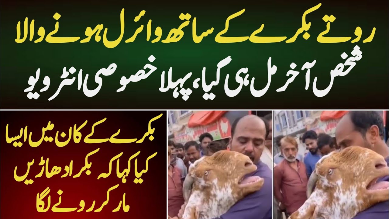 Most Viral Goat Crying for owner Exclusive interview || Viral Goat ...