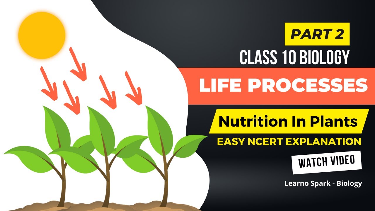 Nutrition In Plants - Part 2 | Life Processes Class 10 Science Biology ...