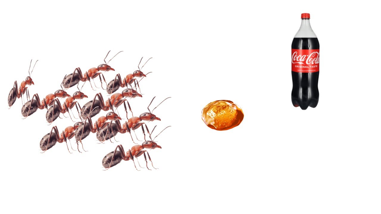 1,000 Ants VS A Drop of Coca-Cola - YouTube