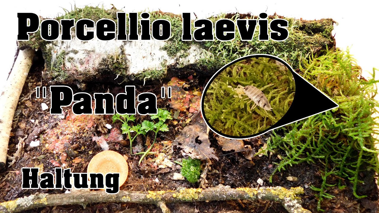 Porcellio laevis "Panda" Haltung - Meine kleinen Pandas - YouTube