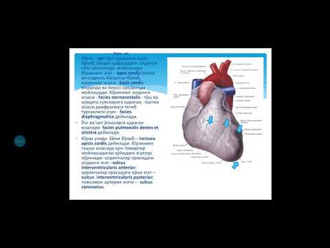 Юракнинг функционал анатомияси