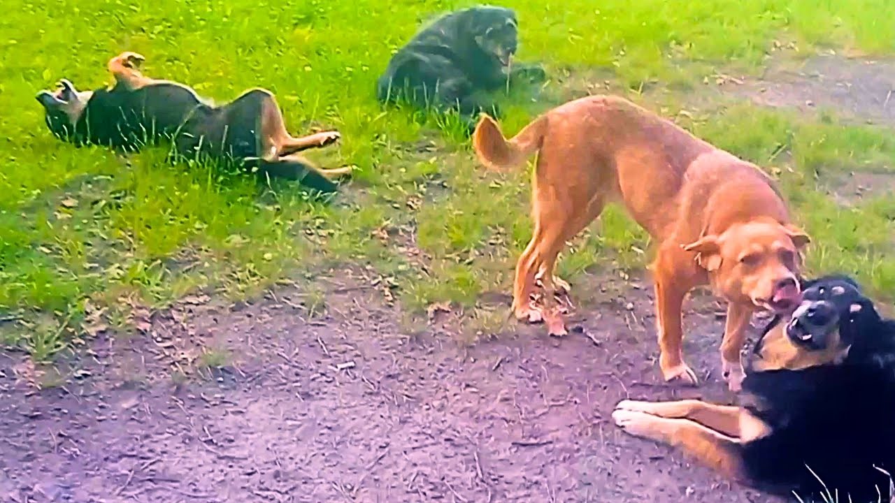 A day in the life of a dog pack!!! ️🐶 - YouTube