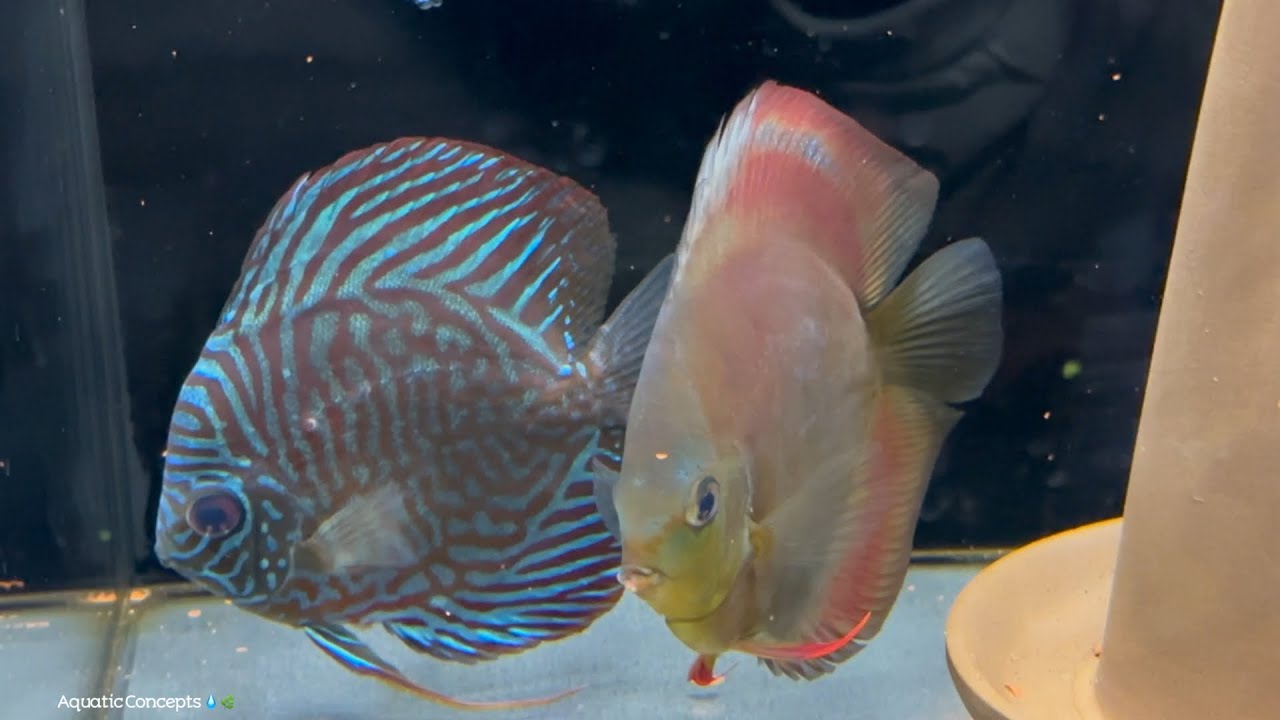 UPDATE: Male Discus Fish Injuries | Tank Condtion And Why I Use ...